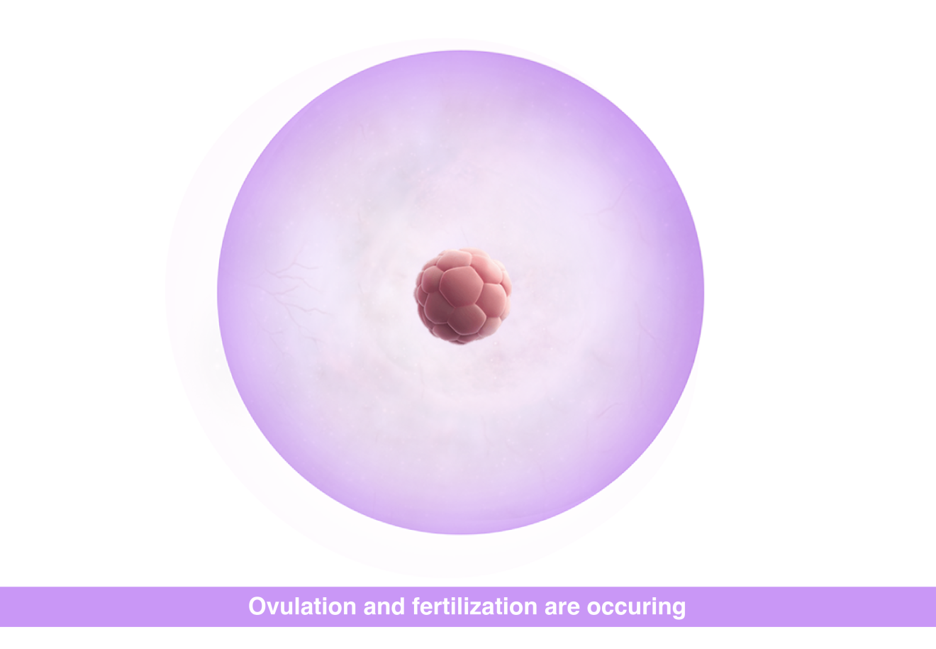 3 Weeks Pregnant – Your Baby, Body & Symptoms: Premom