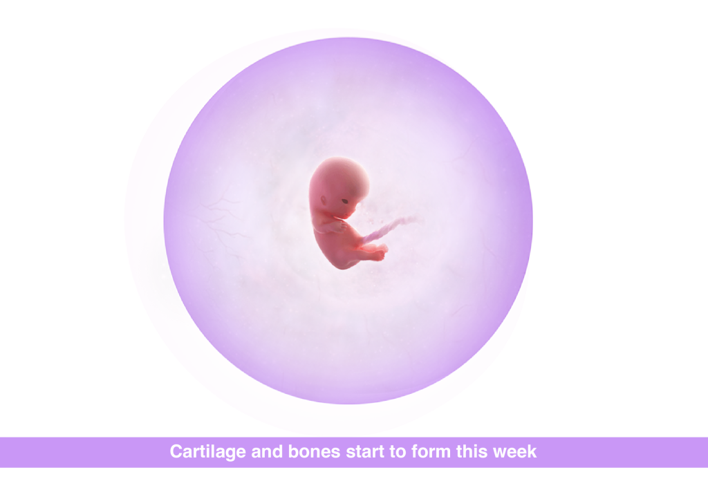 10 Weeks Pregnant – Your Baby, Body & Symptoms: Premom
