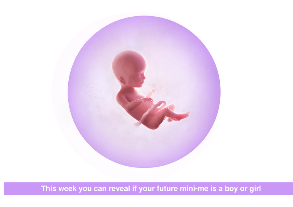 20 Weeks Pregnant – Your Baby, Body & Symptoms: Premom