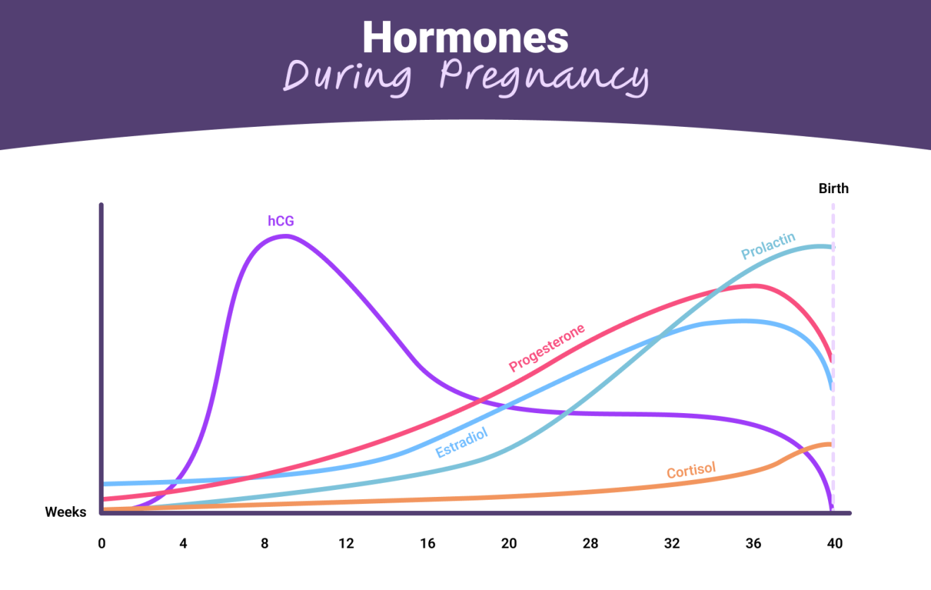 Twin hCG Levels Chart: Week-by-Week Ranges - Premom